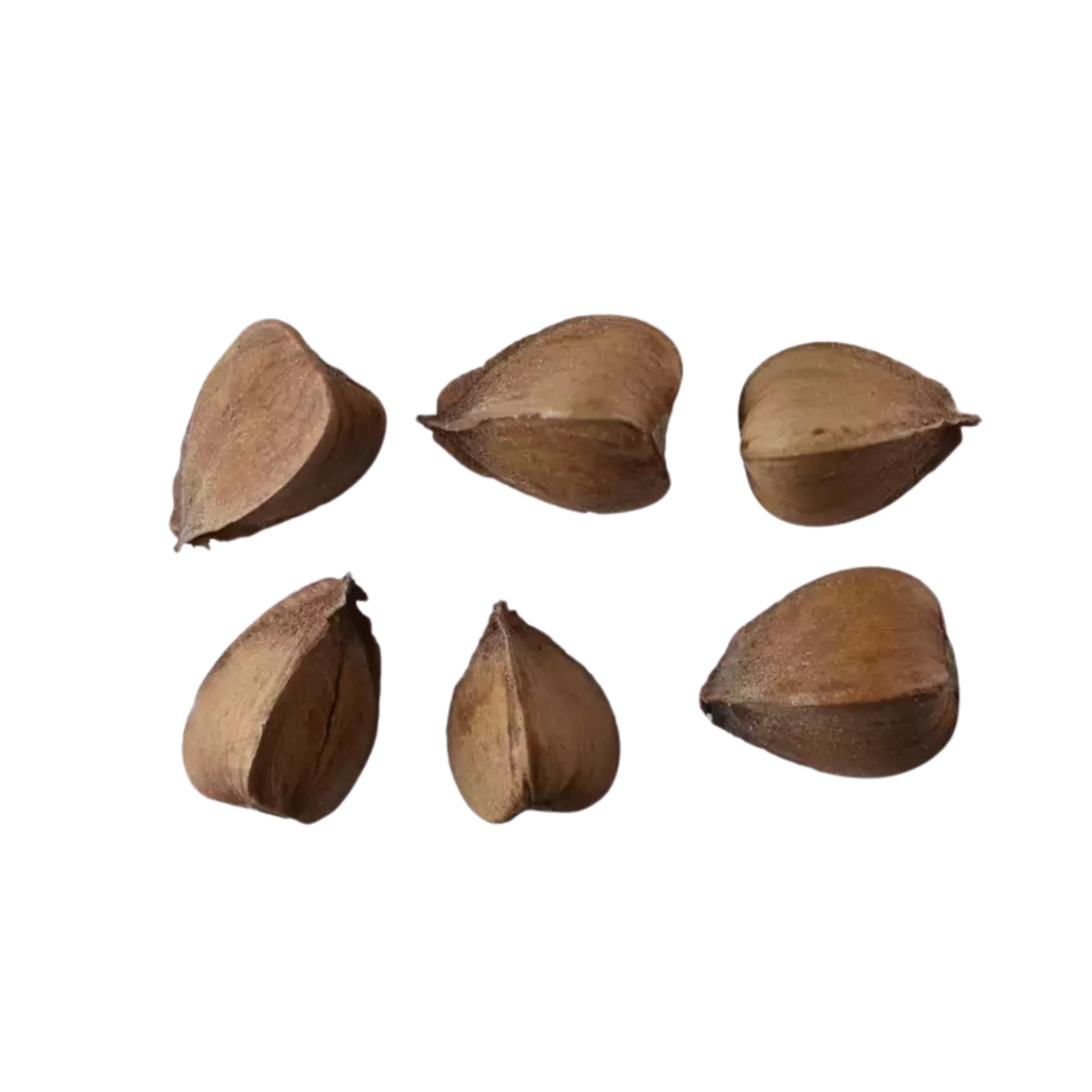 American Beech Tree Seeds | Fagus Grandifolia | Hardy Shade Tree for ...