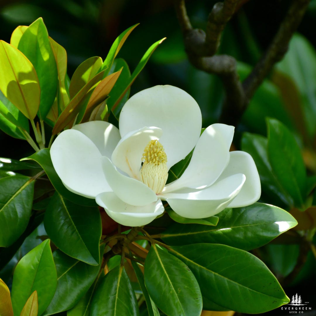 Southern Sweetbay Magnolia Seeds | Magnolia Virginiana | Fragrant ...