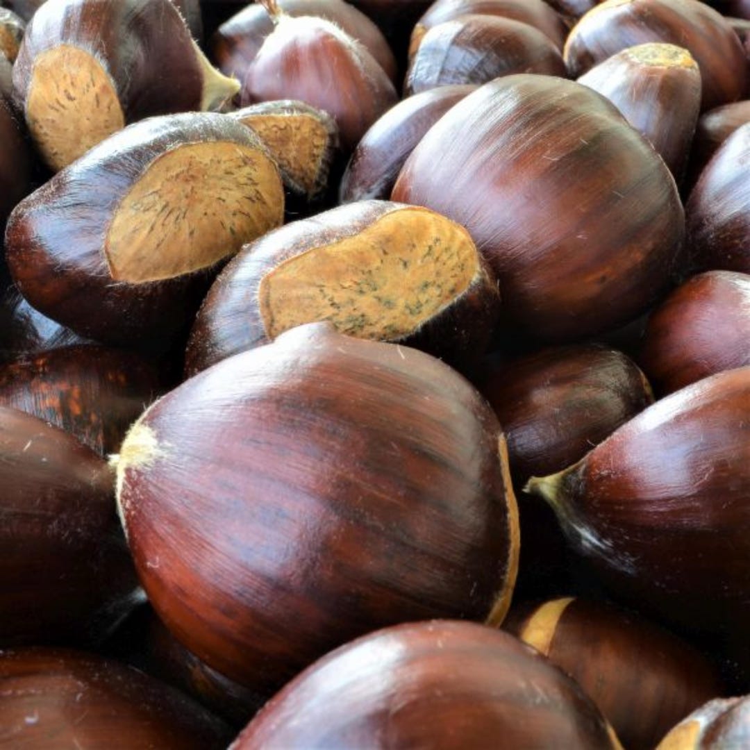 Dunstan Chestnut Seeds | Blight-resistant (castanea Dentata) | Hardy ...