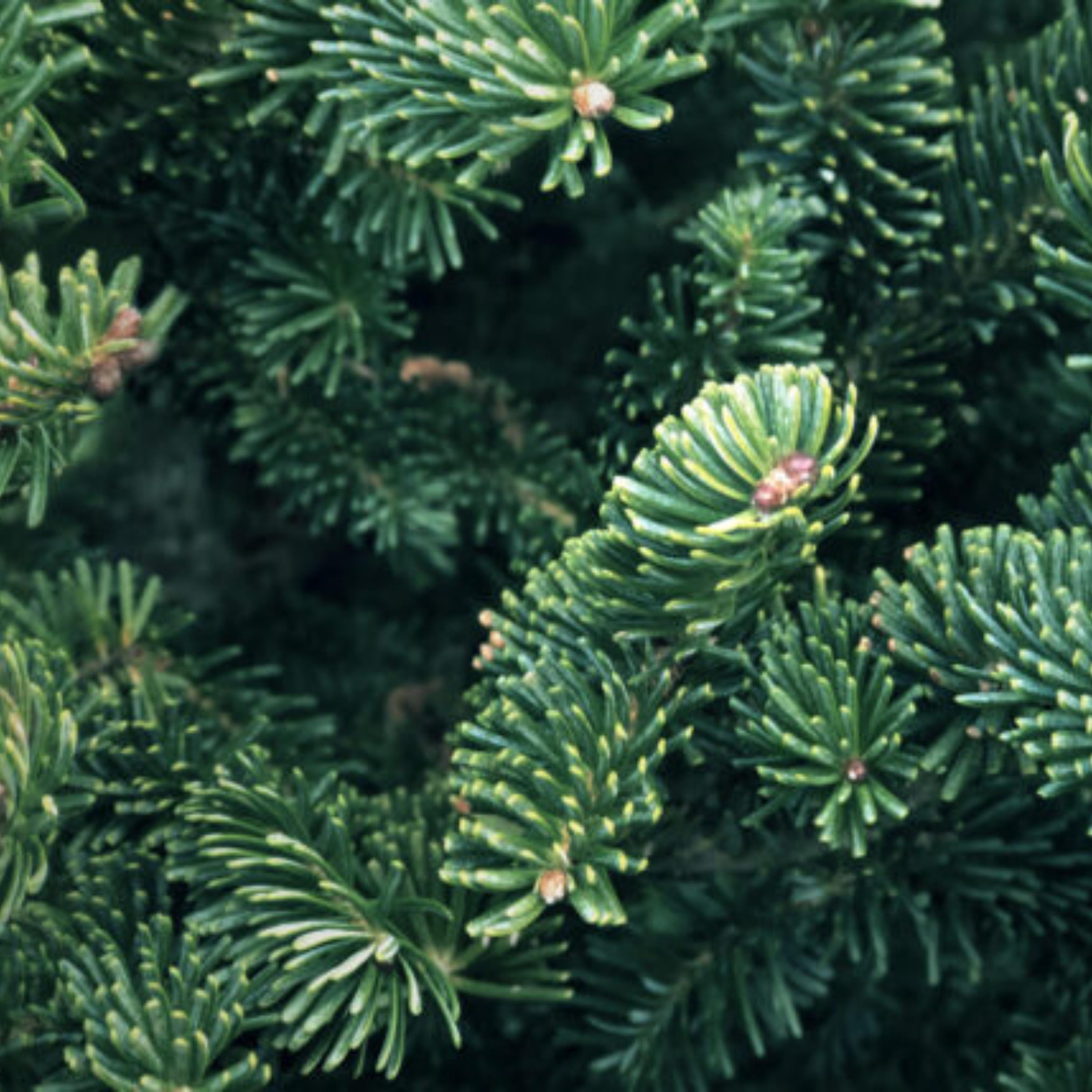 Fraser Fir Tree Seeds: Native Christmas Tree (abies Fraseri) - Etsy