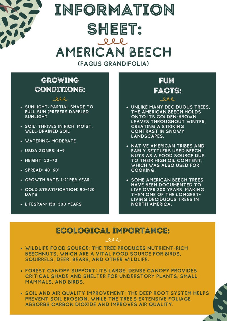 American Beech Seeds | (fagus Grandifolia) | Long-lived Native Hardwood ...