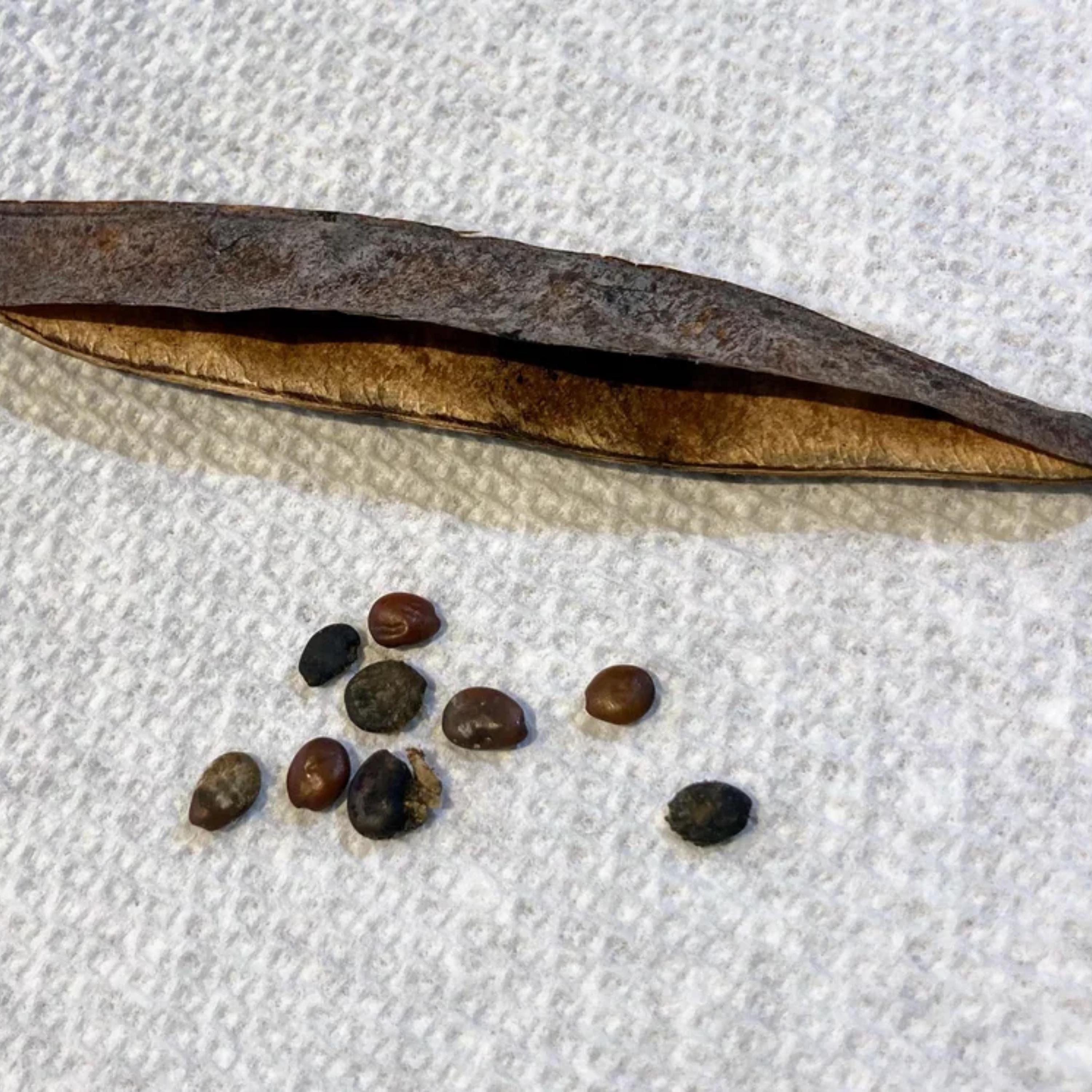 Eastern Redbud Tree Seeds (cercis Canadensis) | Native Flowering Tree ...