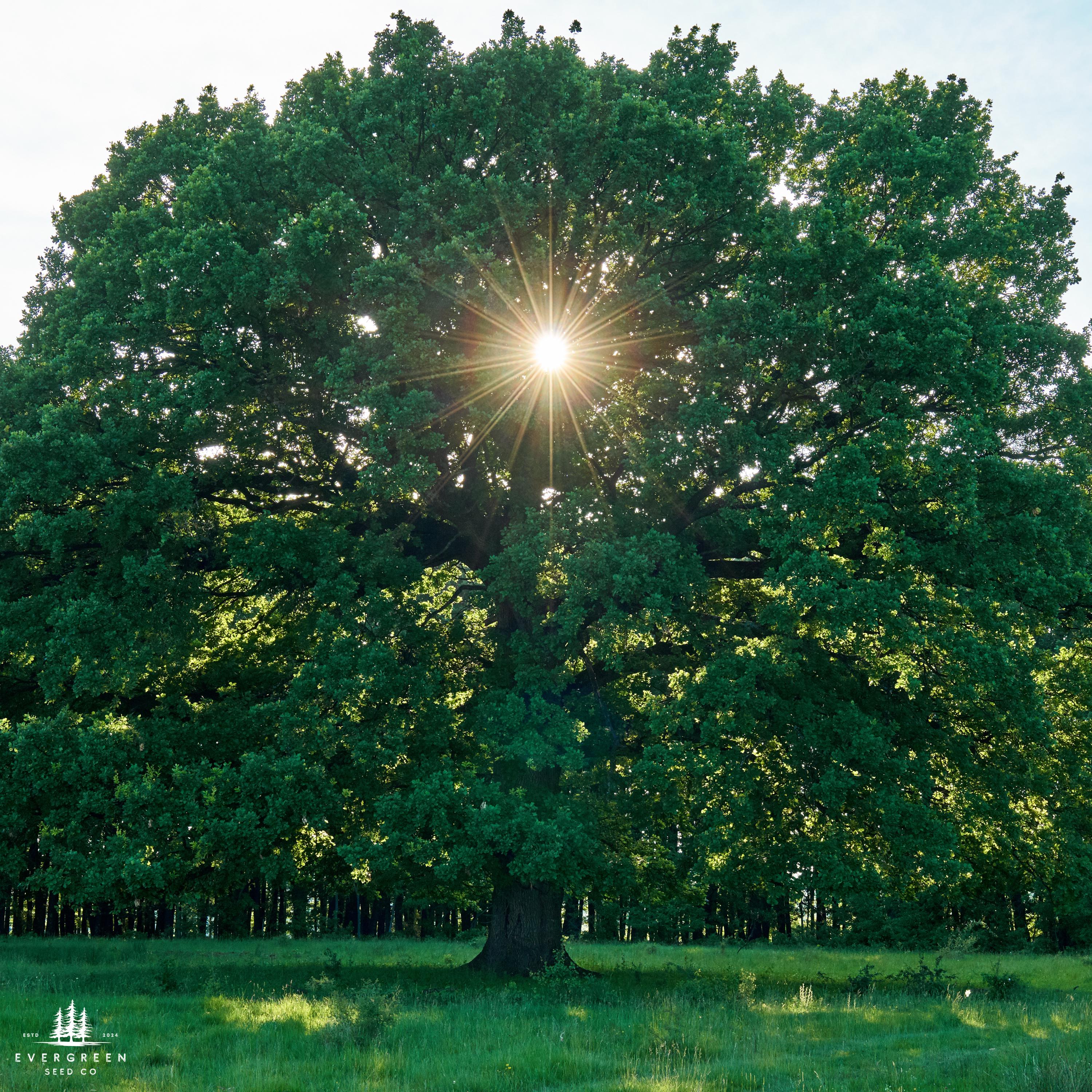 Northern Red Oak Tree Seeds | Quercus Rubra | Fast-growing Hardwood for ...