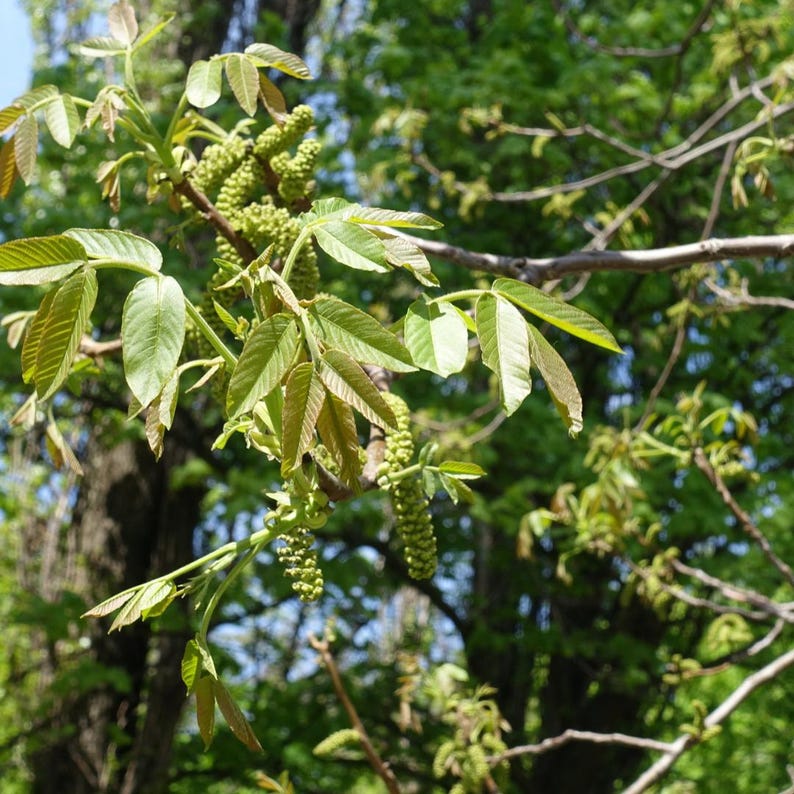 Carpathian English Walnut Tree Seeds | Persian Walnut | (juglans Regia ...