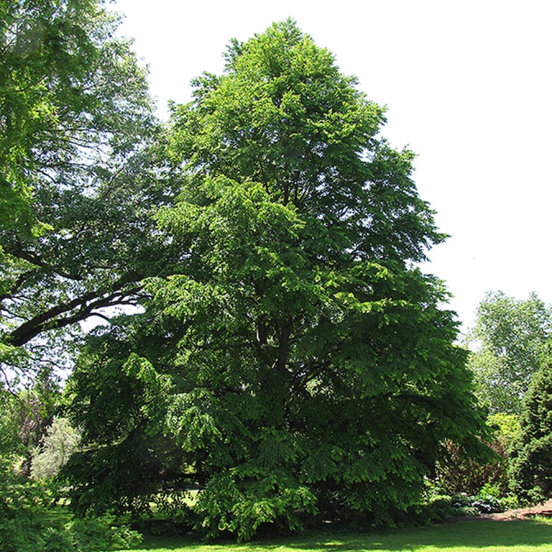 Katsura Tree Seeds | Caramel Scented | Japanese Caramel Tree ...