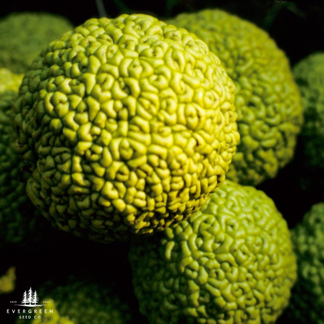 Osage Orange Tree Seeds | Hedge Apple | (maclura Pomifera) - Etsy