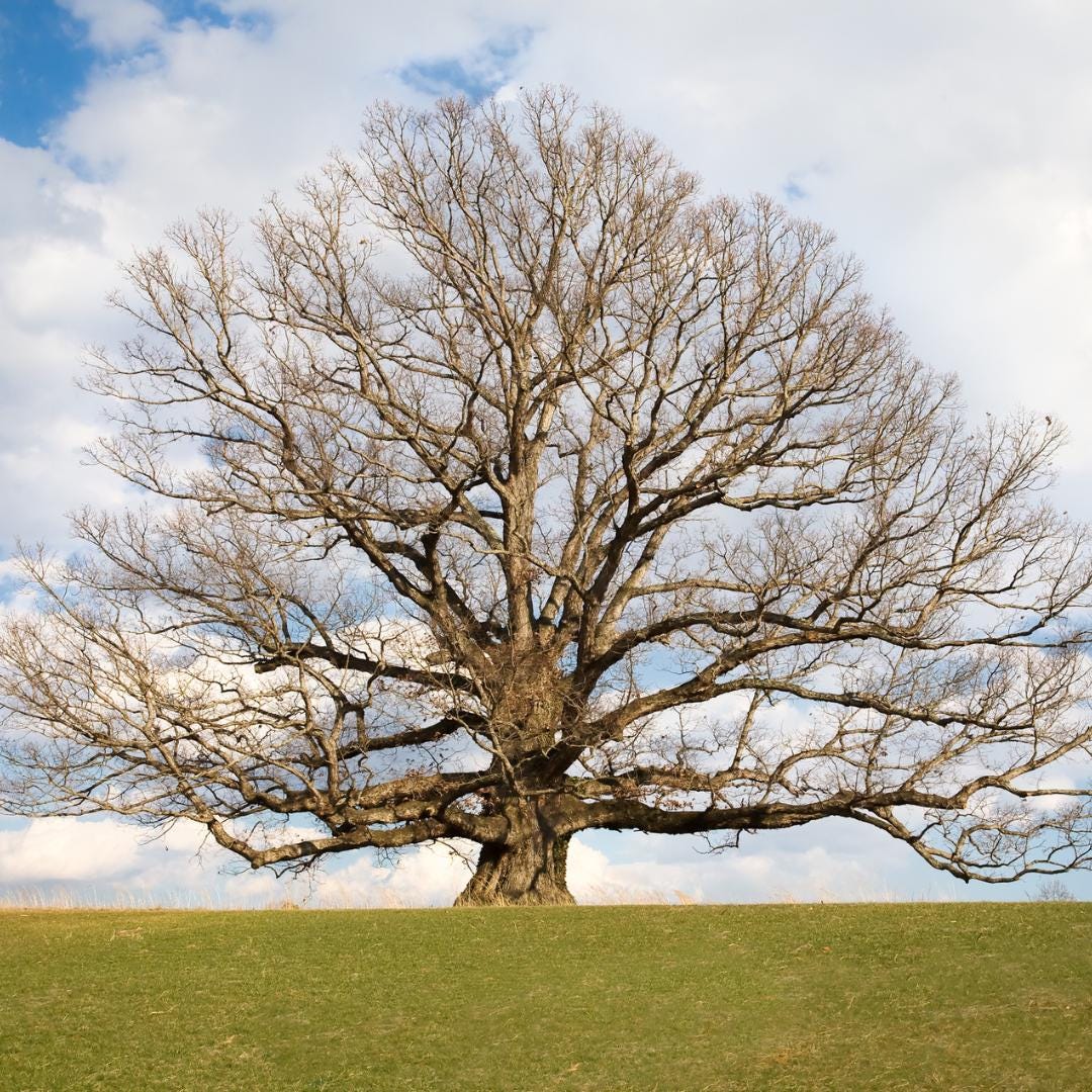 White Oak Tree Seeds | Quercus Alba | Native Hardwood, Wildlife ...