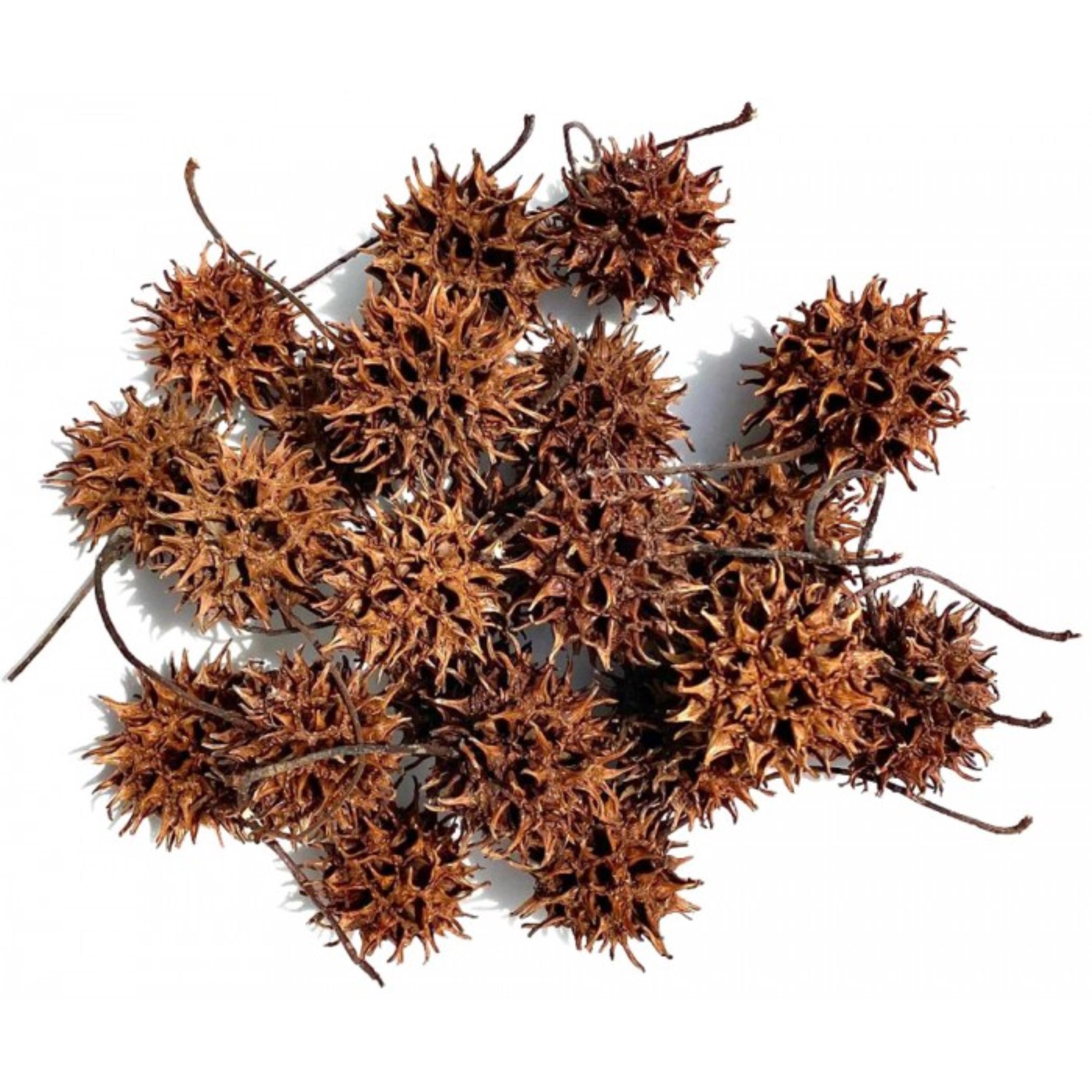 Sweet Gum Tree Seeds