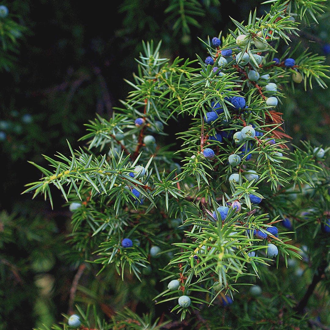 Oneseed Juniper | Cherrystone Juniper Seeds (juniperus Monosperma ...
