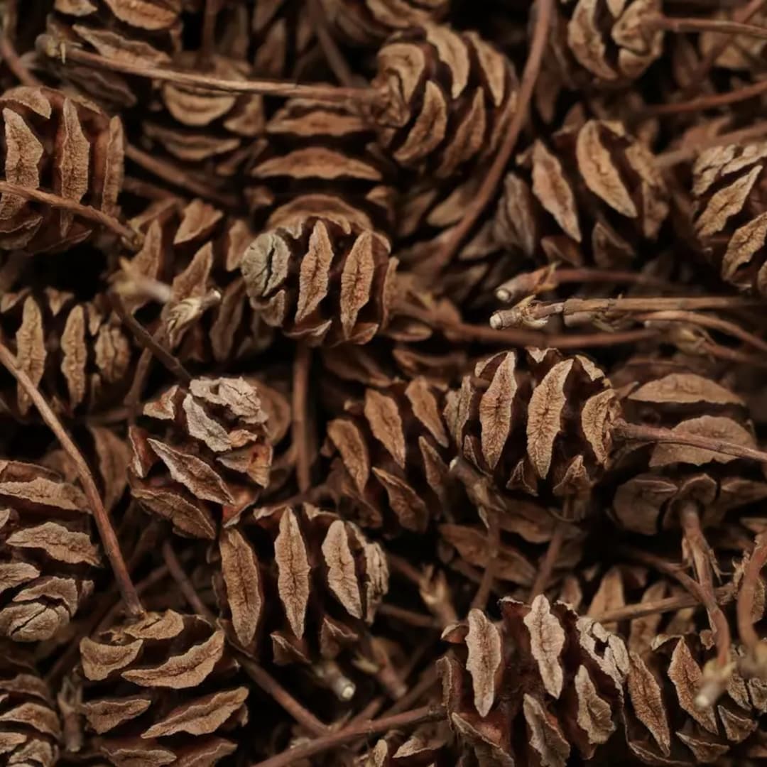 Dawn Redwood Seeds (metasequoia Glyptostroboides) | Fast-growing ...