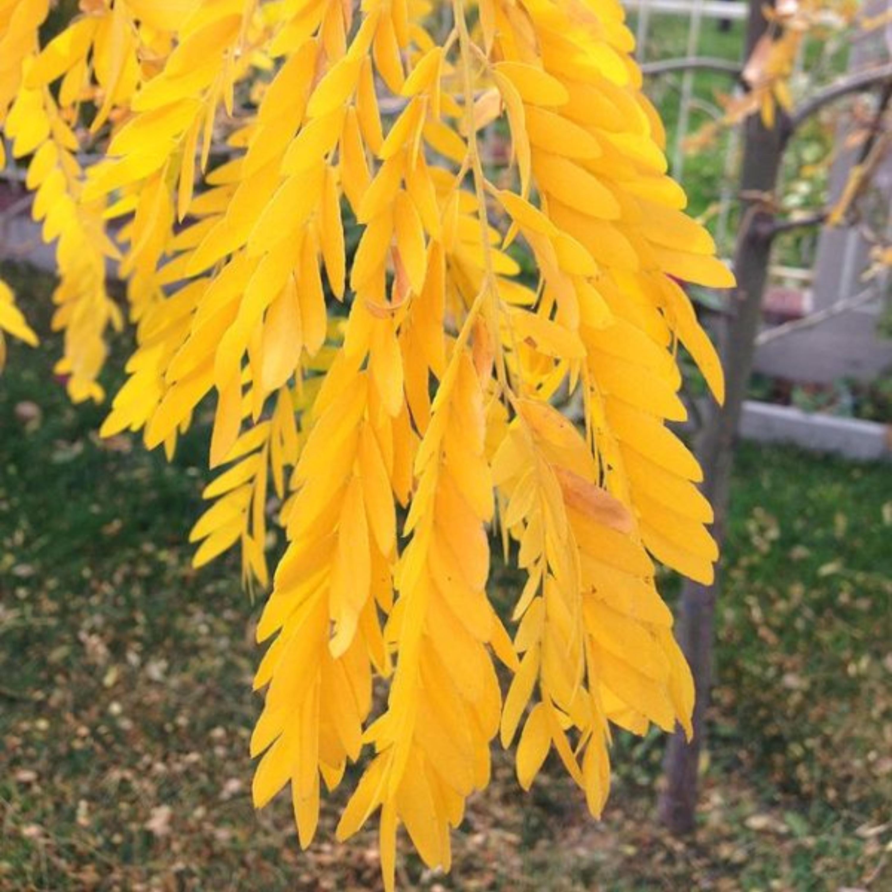 Thornless Honey Locust Seeds | Honey Locust | (gleditsia Triacanthos ...