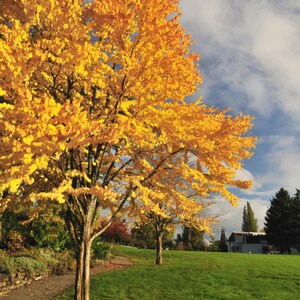 Katsura Tree Seeds | Caramel Scented | Japanese Caramel Tree ...