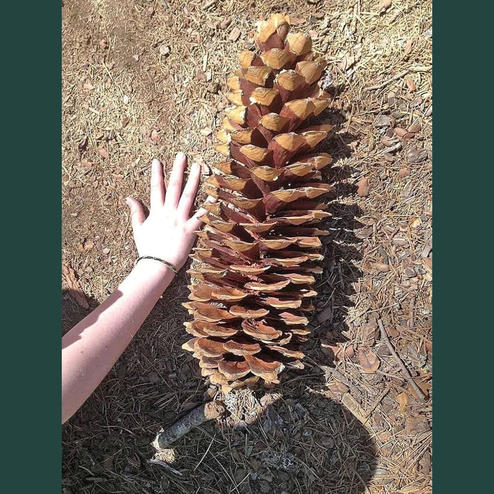 Sugar Pine Tree Seeds | (pinus Lambertiana) - Etsy