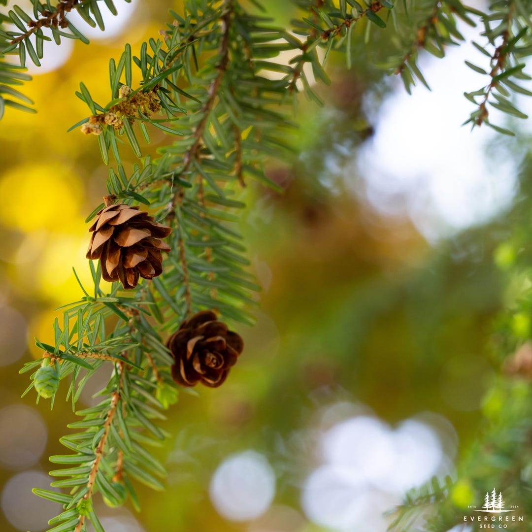 Eastern Hemlock Seeds (tsuga Canadensis) | Rare Native Evergreen for ...