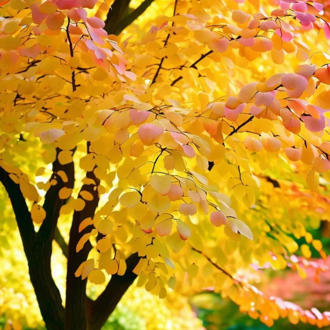 Katsura Tree Seeds | Caramel Scented | Japanese Caramel Tree ...