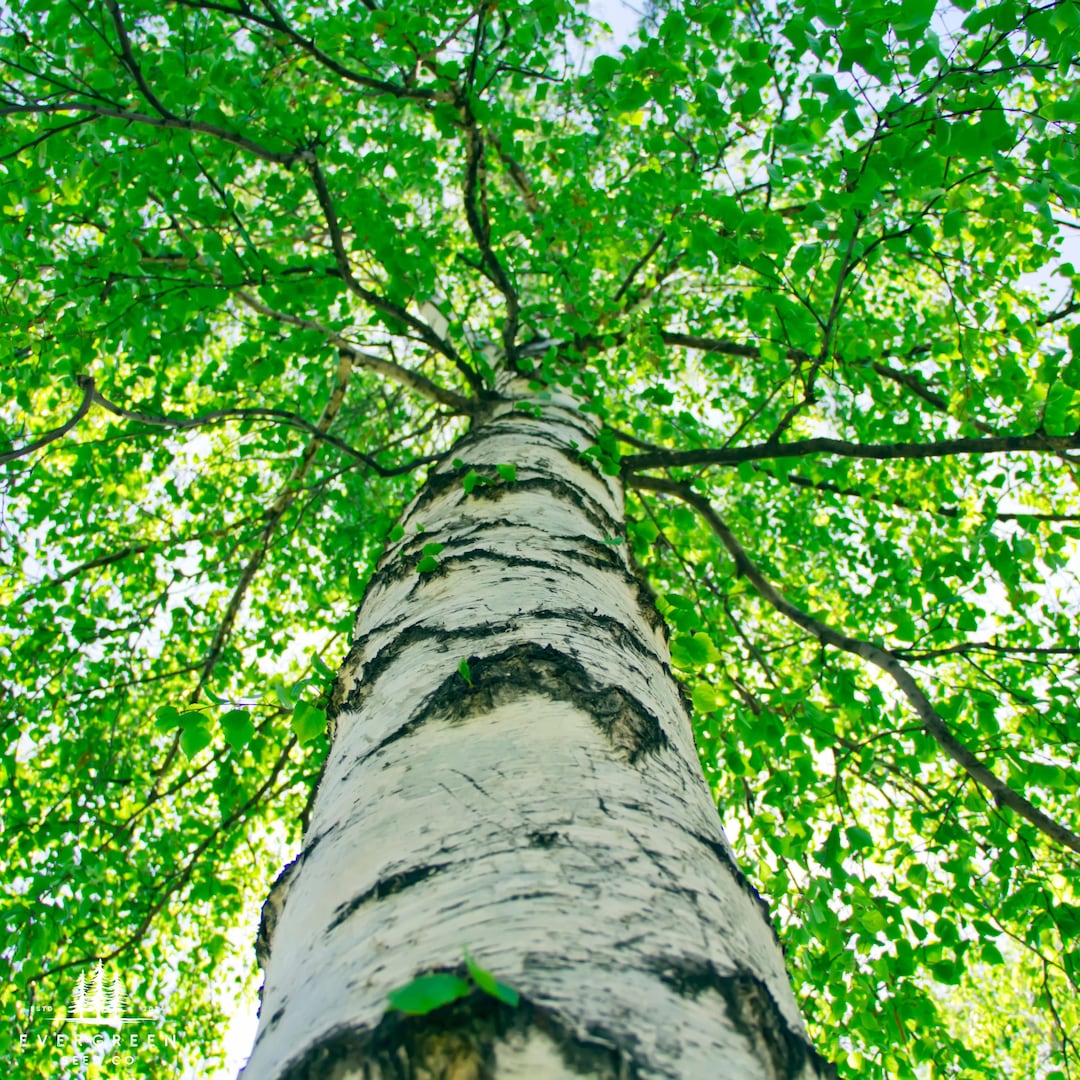 White Paper Birch Tree Seeds: Native Ornamental Betula Papyrifera - Etsy