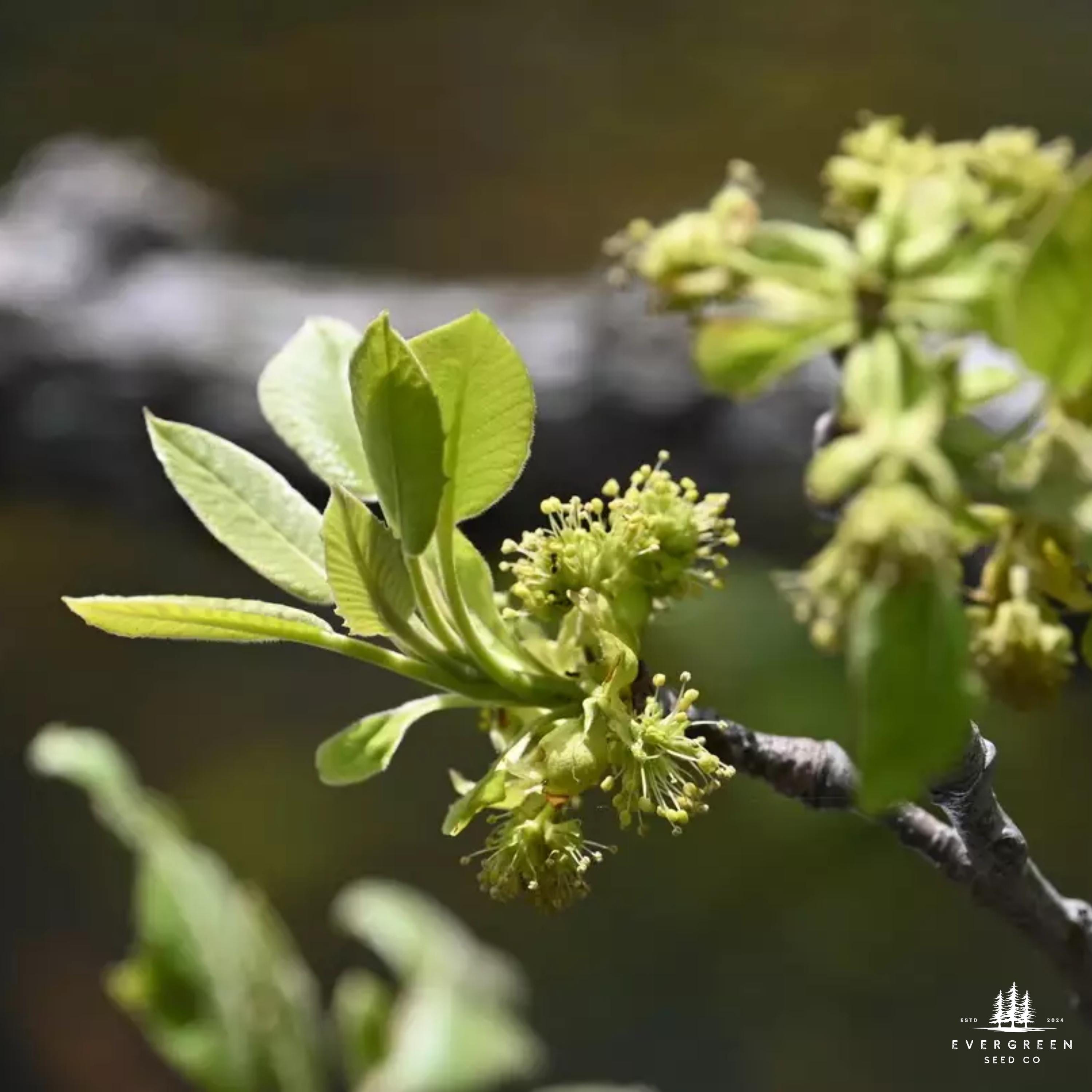 Water Tupelo Tree Seeds | Cotton Gum | (nyssa Aquatica) - Etsy