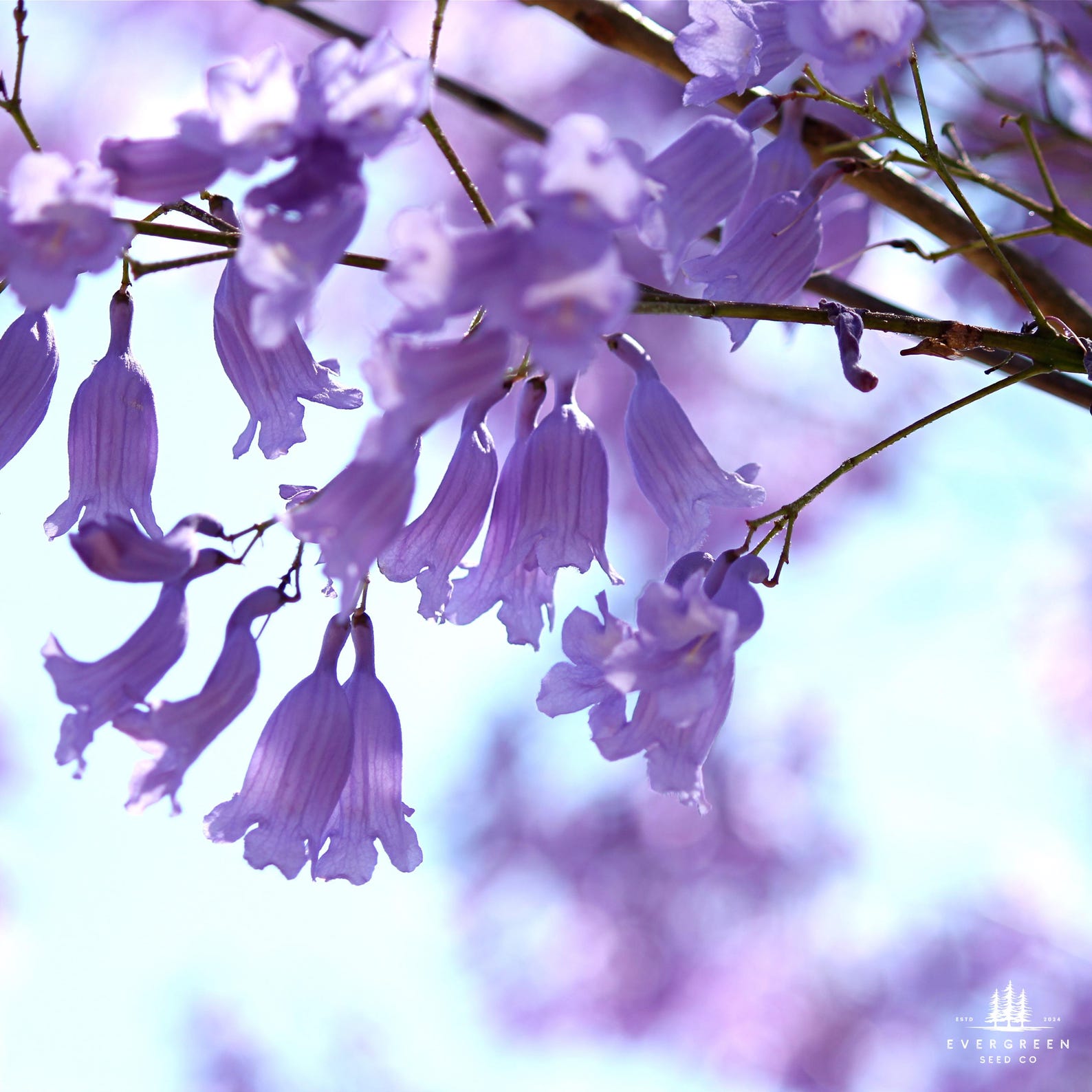 Blue Jacaranda Tree Seeds | Purple Flowering Tree | Jacaranda ...