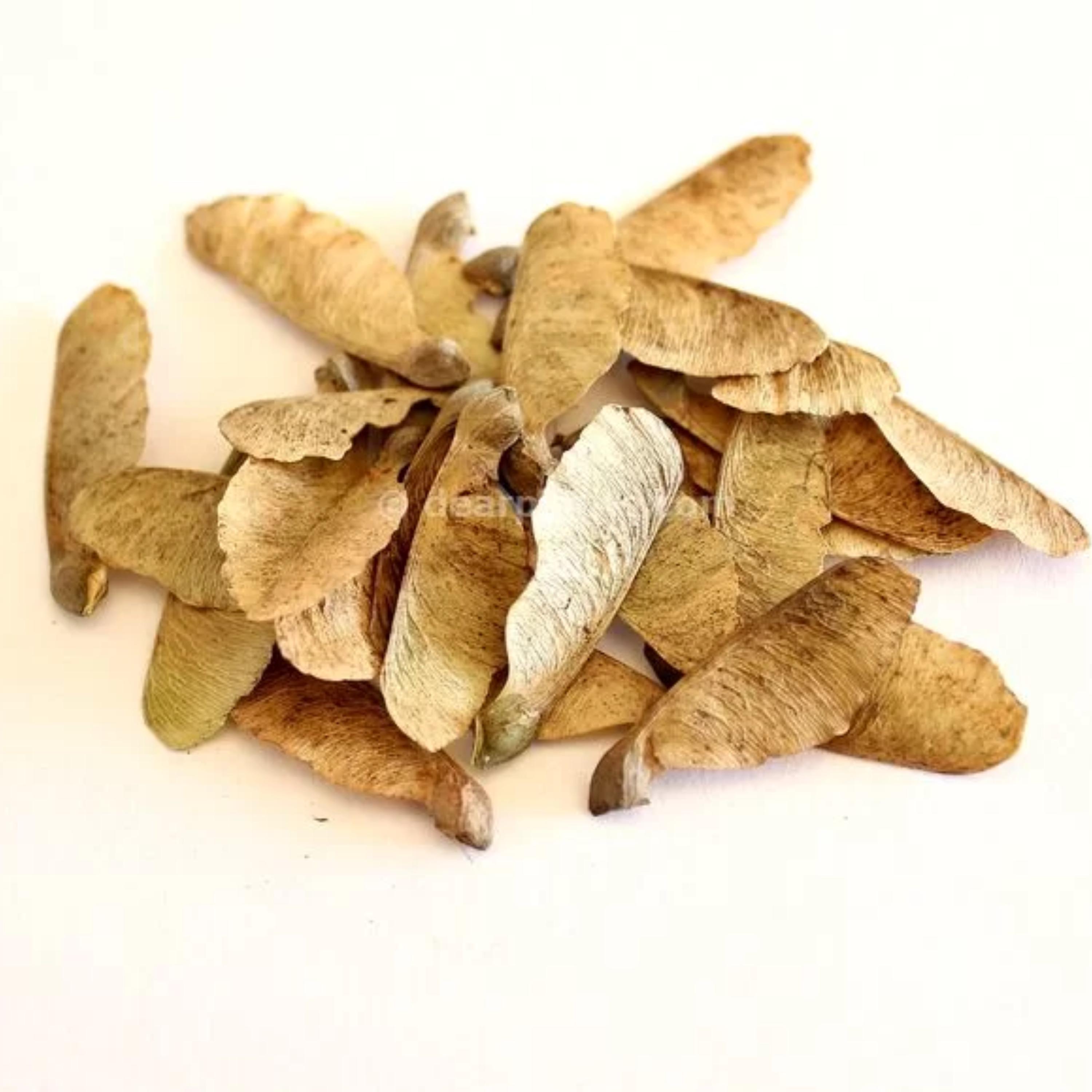 Trident Maple Tree Seeds (acer Buergerianum) | Hardy, Fast-growing ...