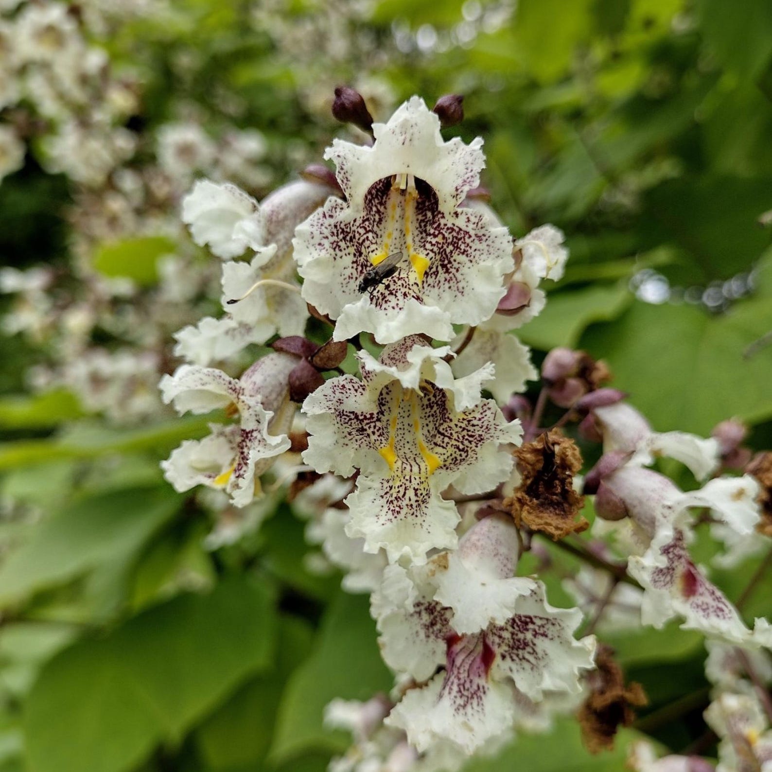 Southern Catalpa Tree Seeds catalpa Bignonioides Fast-growing Shade ...