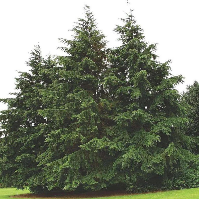 Eastern Hemlock Tree Seeds | (tsuga Canadensis) - Etsy