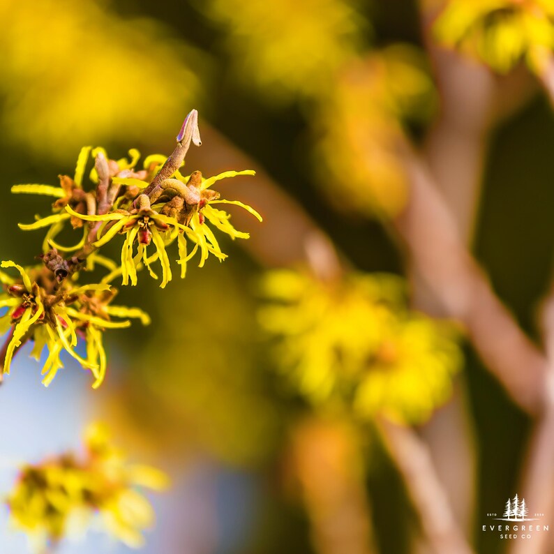 American Witch Hazel Tree Seeds | (hamamelis Virginiana) - Etsy