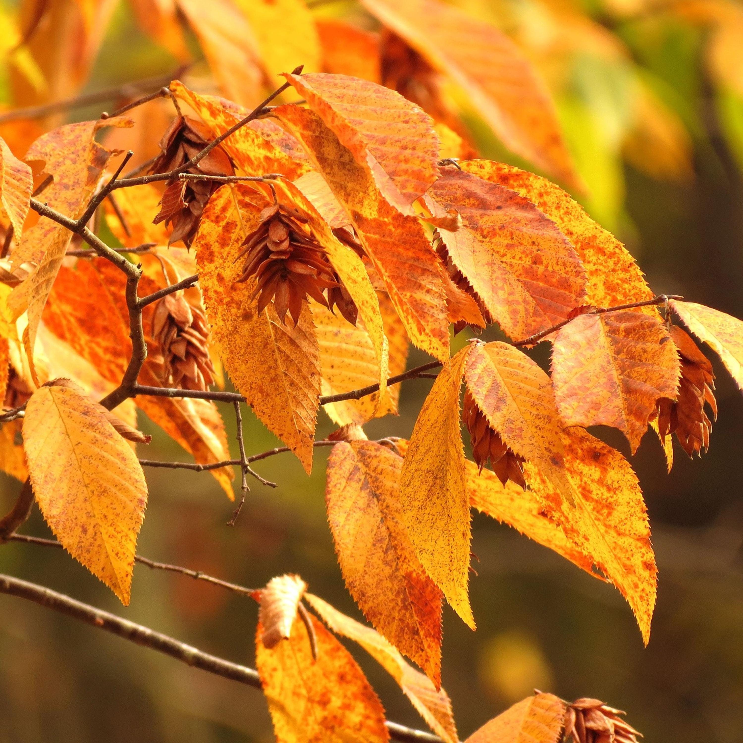 Ironwood Tree Seeds | American Hophornbeam | (ostrya Virginiana) - Etsy