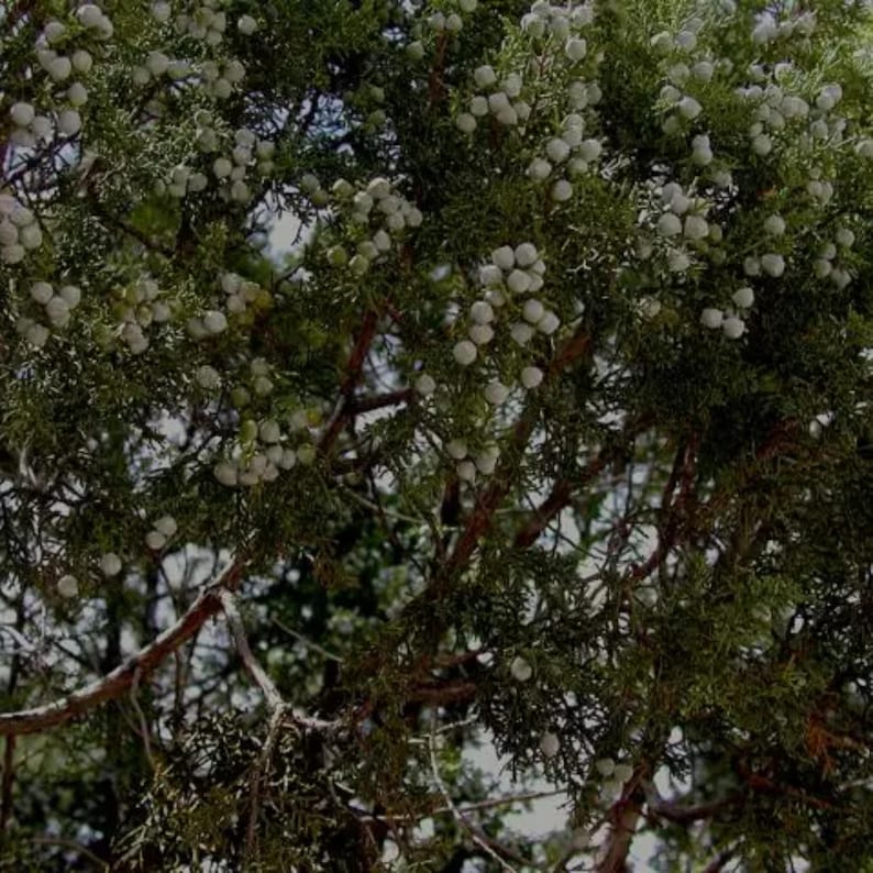 Oneseed Juniper Tree Seeds | Cherrystone Juniper | (juniperus ...