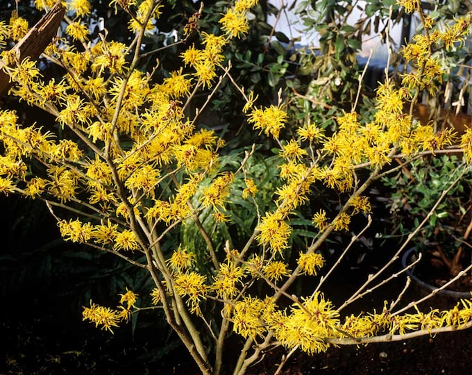 American Witch Hazel Tree Seeds - Hamamelis Virginiana | Fall Blooms ...
