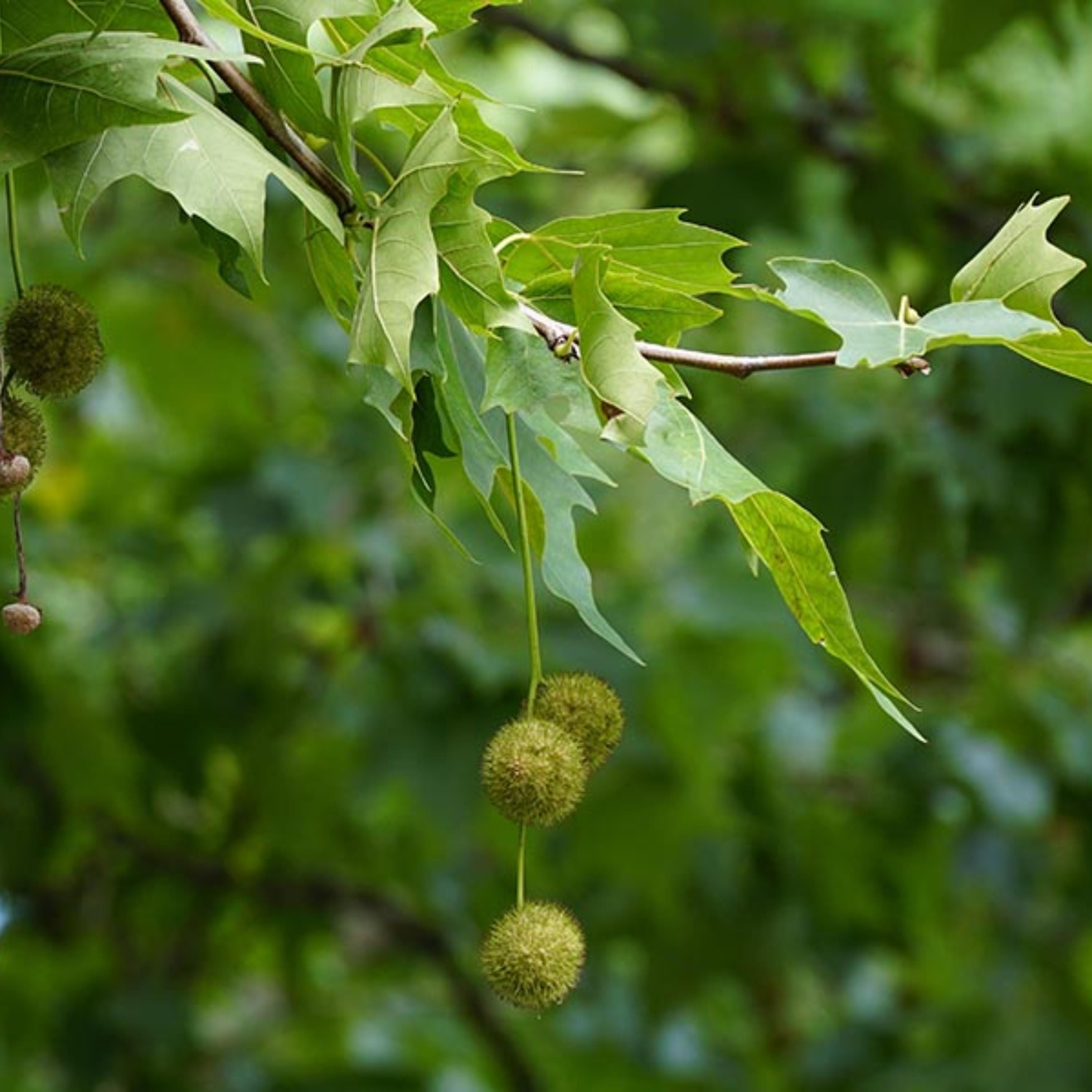 Sycamore Tree Seeds | American Sycamore | (platanus Occidentalis) - Etsy
