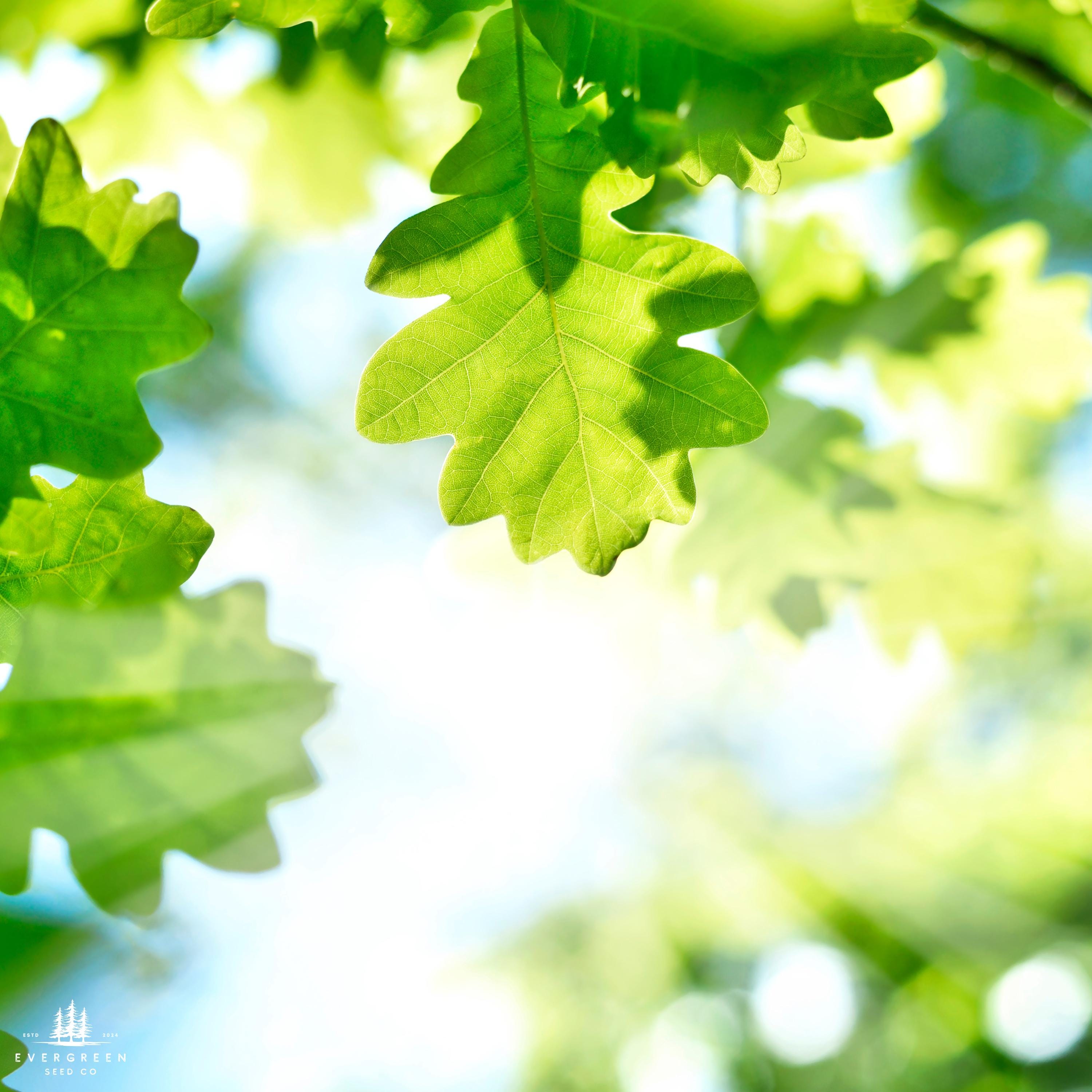 Northern Red Oak Tree Seeds | Quercus Rubra | Fast-growing Hardwood for ...