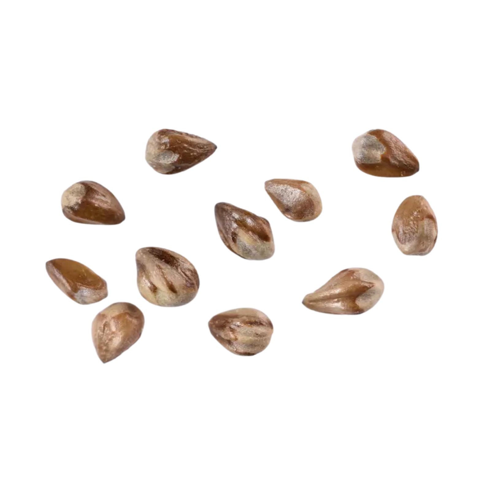 Eastern Red Cedar Tree Seeds | Juniperus Virginiana | Hardy Midwestern ...