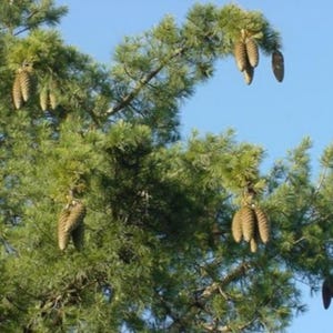 Rare Sugar Pine Tree Seeds (pinus Lambertiana) | Giant, Fast-growing Evergreen for Reforestation ...