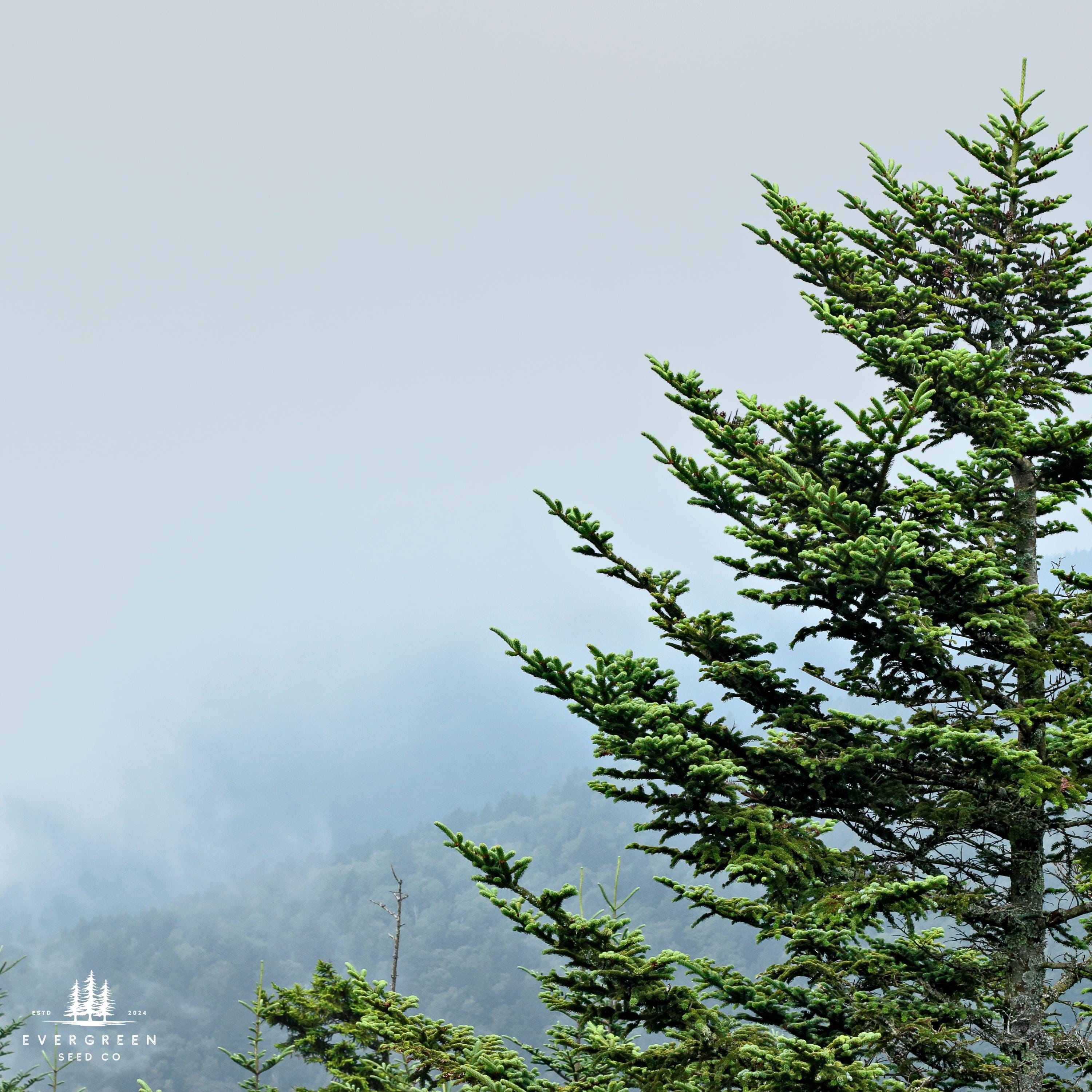 Fraser Fir Tree Seeds: Native Christmas Tree (abies Fraseri) - Etsy