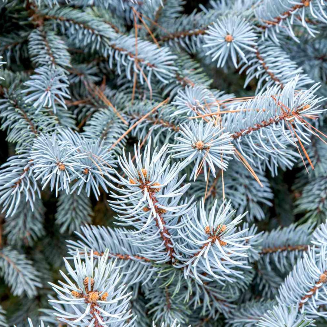 Colorado Blue Spruce Tree Seeds: Fast Growing Evergreen - Etsy