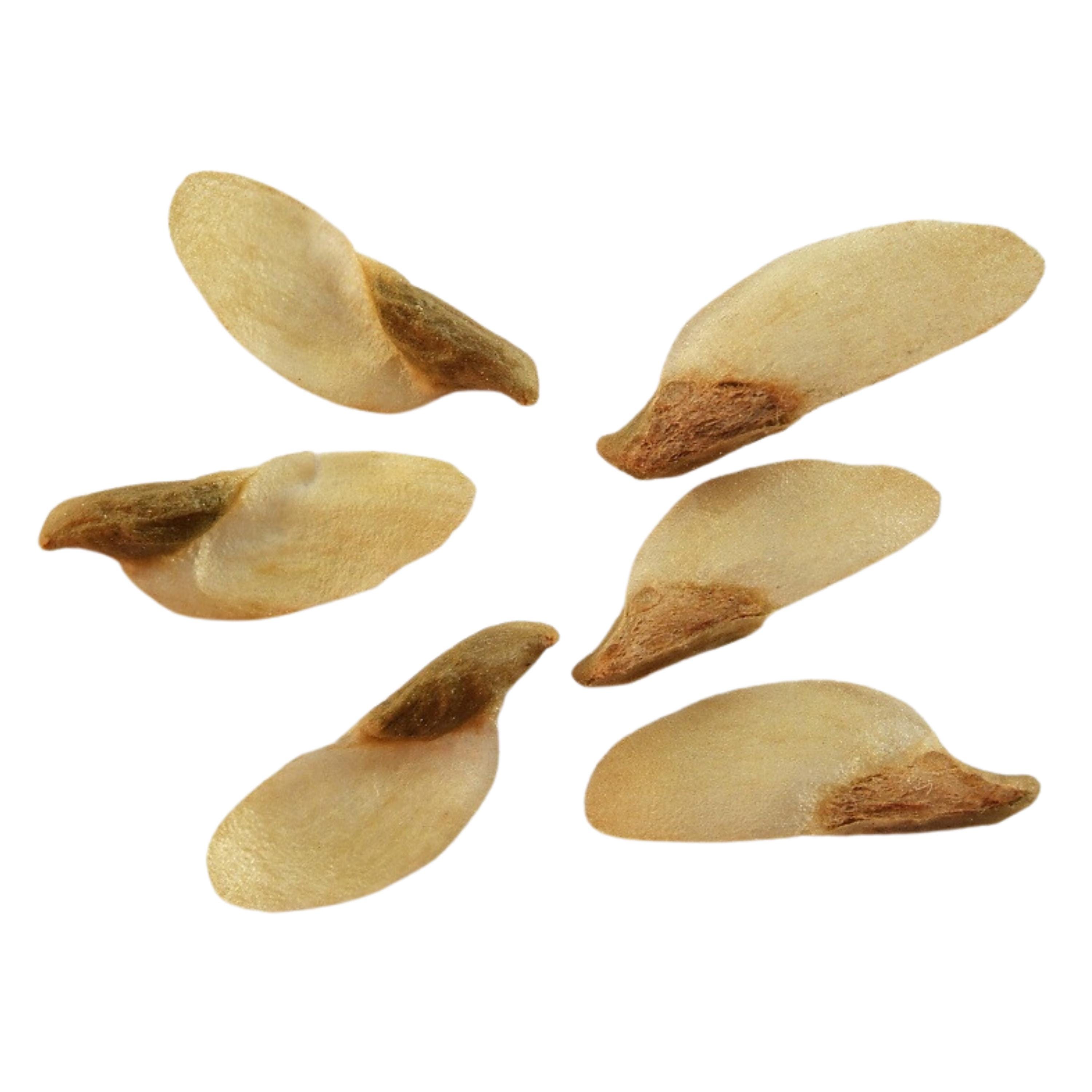 Eastern Hemlock Seeds (tsuga Canadensis) | Rare Native Evergreen for ...