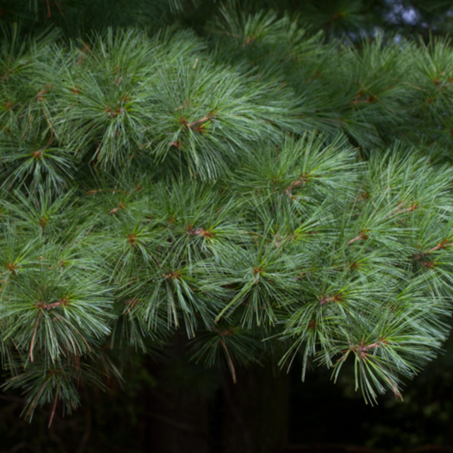 Eastern White Pine Tree Seeds | Native, Fast-growing Evergreen for ...