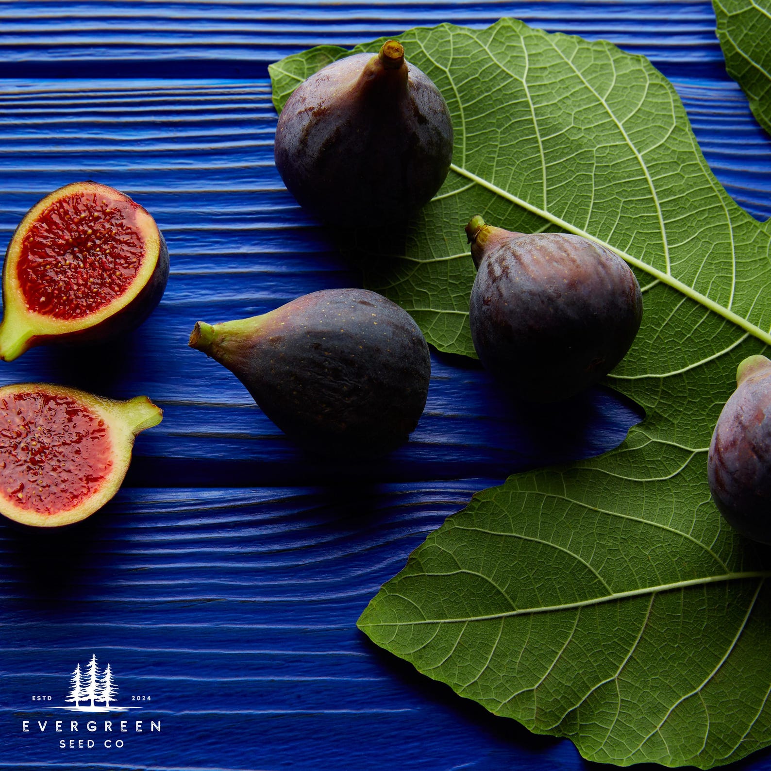 Fig Tree Seeds (ficus Carica) | Hardy, Fast-growing Fruit Tree for ...