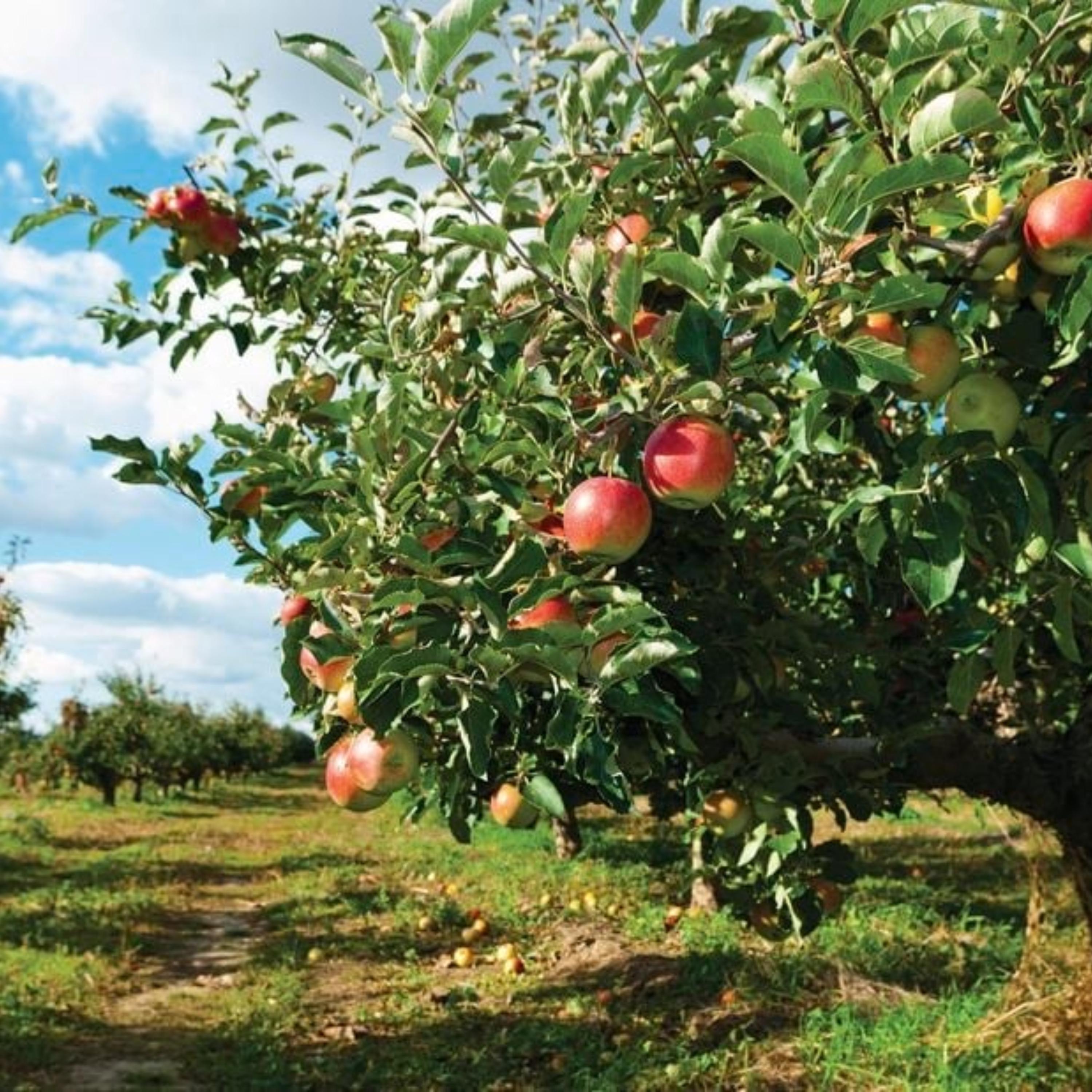 Paradise Apple Tree Seeds | Hardy Ornamental Fruit Tree for Gardens and ...