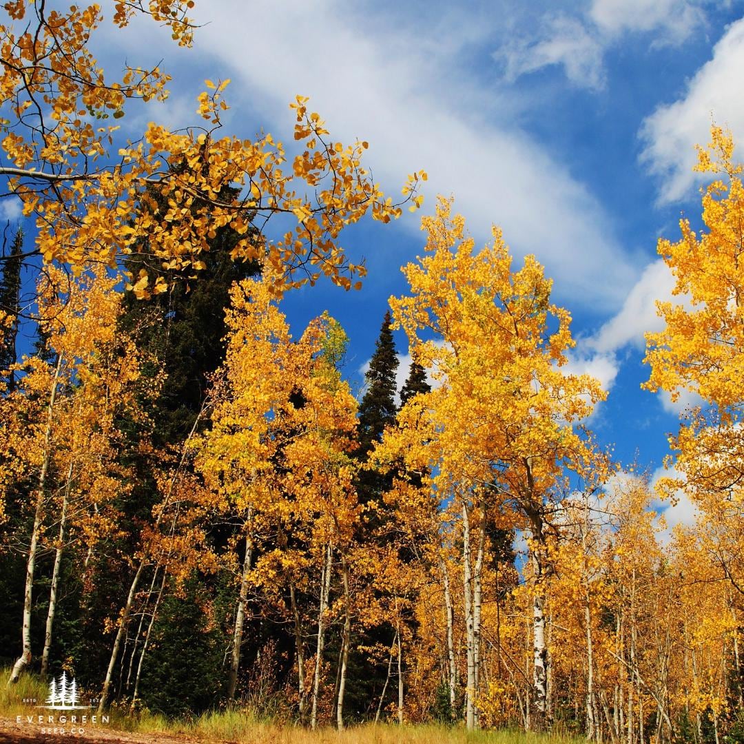 Quaking Aspen Tree Seeds: Populus Tremuloides, Golden Fall Color - Etsy