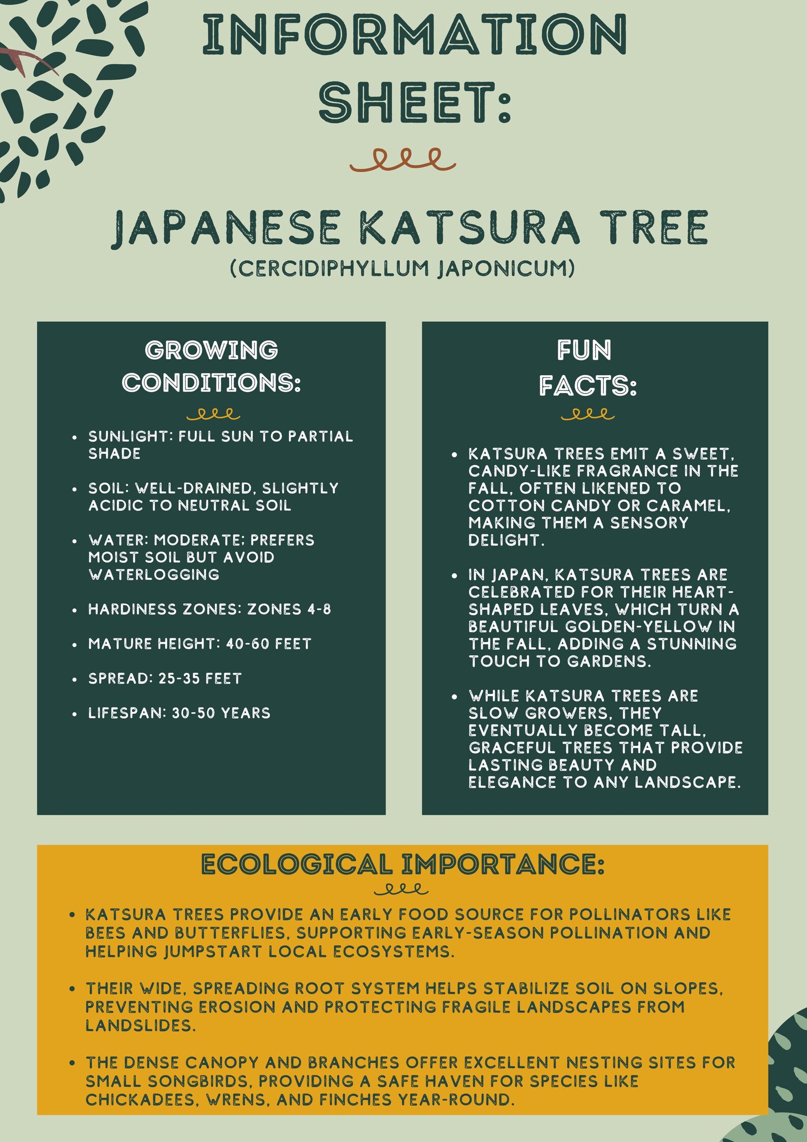 Katsura Tree Seeds | Caramel Scented | Japanese Caramel Tree ...
