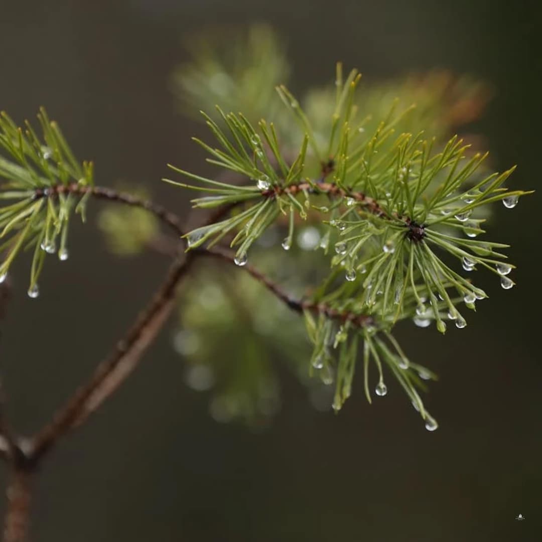 Scotch Pine Tree Seeds | Pinus Sylvestris | Hardy Evergreen for ...