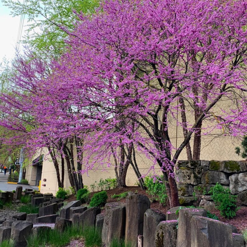 Eastern Redbud Tree Seeds (cercis Canadensis) | Native Flowering Tree ...