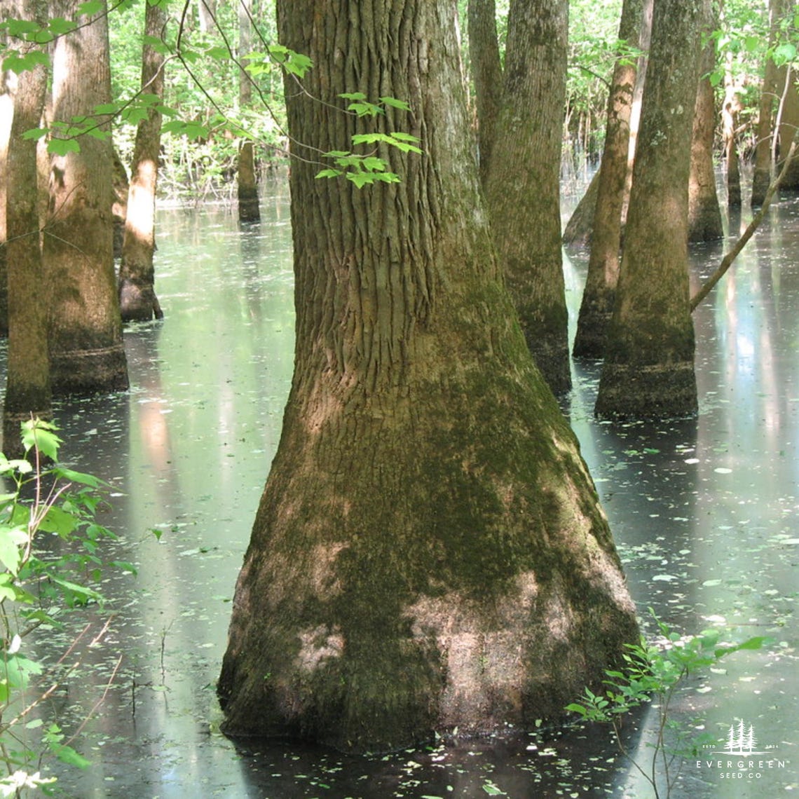 Water Tupelo Tree Seeds | Cotton Gum | (nyssa Aquatica) - Etsy
