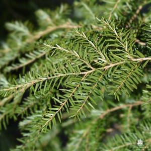 Eastern Hemlock Seeds (tsuga Canadensis) | Rare Native Evergreen for ...
