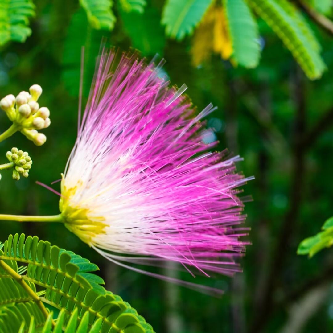 Mimosa Tree Seeds | Albizia Julibrissin | Fast-growing, Fragrant Pink ...