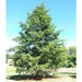Eastern Hemlock Tree Seeds | (tsuga Canadensis) - Etsy