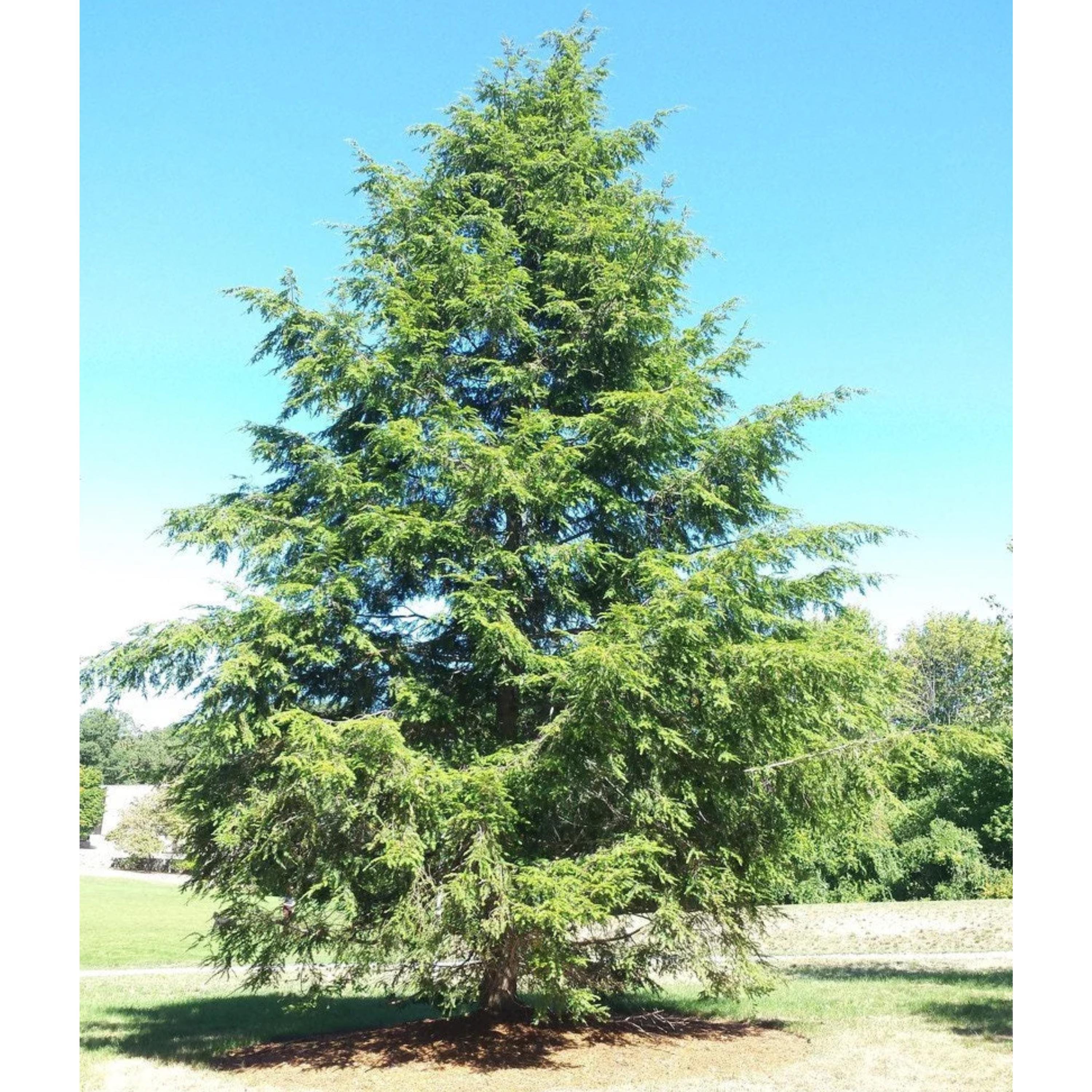 Eastern Hemlock Tree Seeds | (tsuga Canadensis) - Etsy