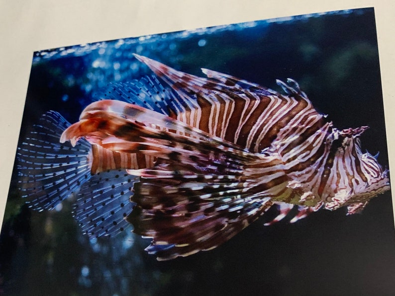 Mediterranean Scorpion Fish Print - Etsy