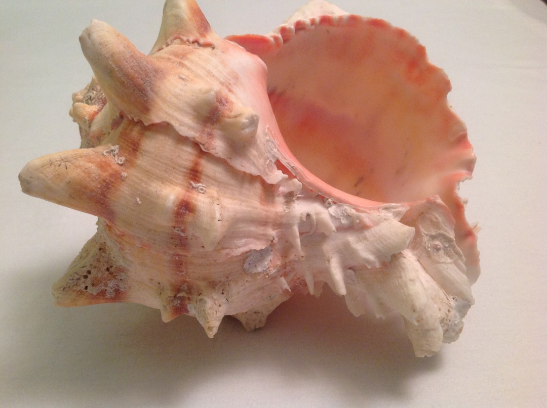 Pink Spiky Spiral Sea Shell - Etsy